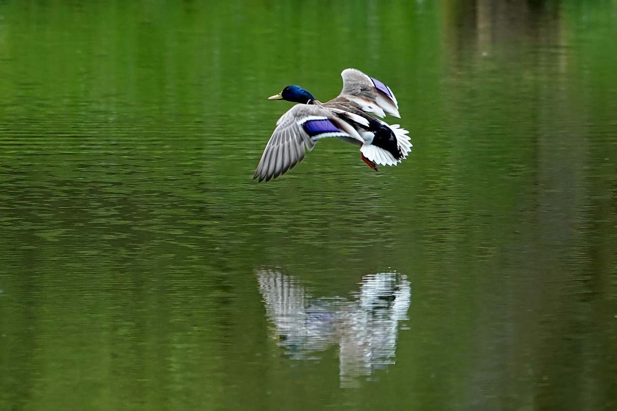 Flug-Ente - Digitalfototreff